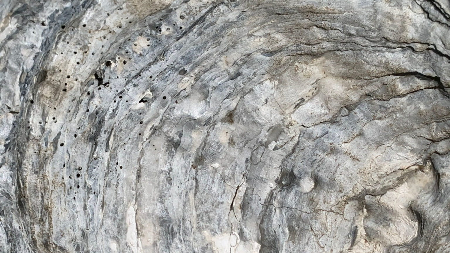 Why the Oyster Shell? – The Public History Project